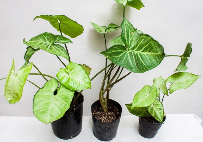 Singonio (Syngonium podophyllum) - Botánica Tienda