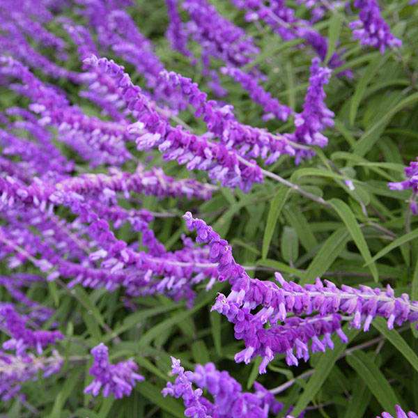 Salvia leucantha: respuestas a las 5 preguntas más importantes para ...